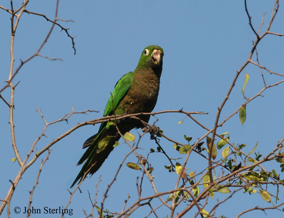 Yucatan Birds
